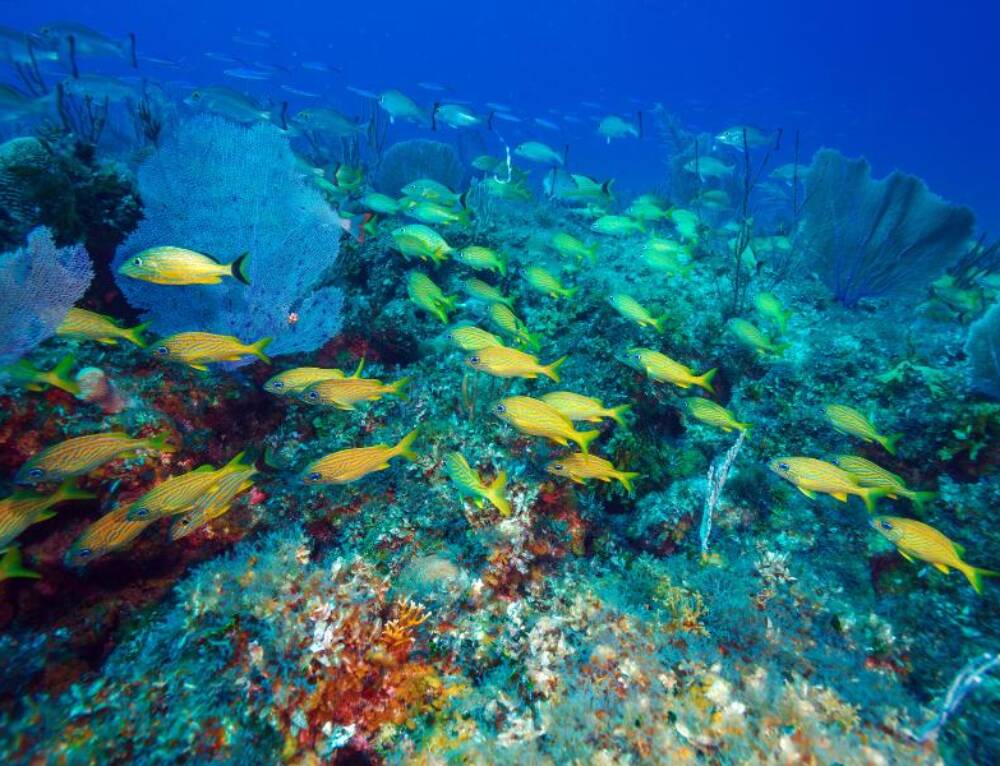 Los arrecifes de coral más impresionantes del mundo en 2025